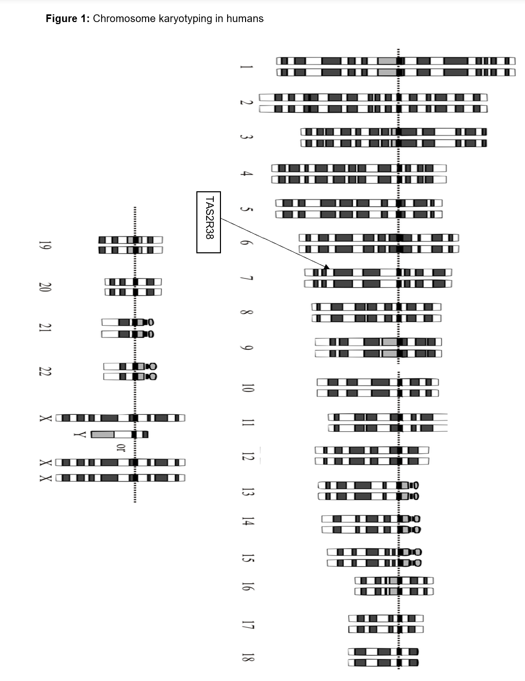 Solved Figure 1: Chromosome karyotyping in humans WORKSHEET | Chegg.com