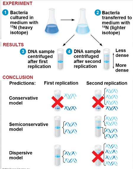 Solved Above depicts the process of the 1958 Meselson and | Chegg.com