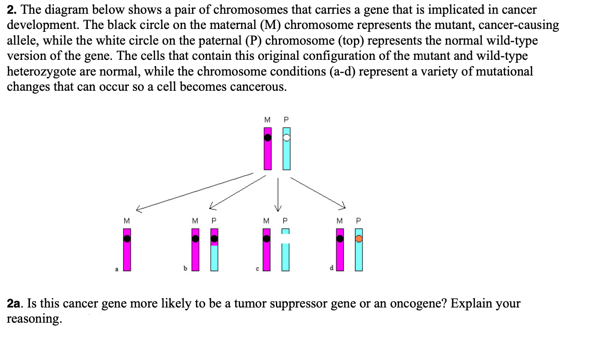 Solved 2. The diagram below shows a pair of chromosomes that | Chegg.com