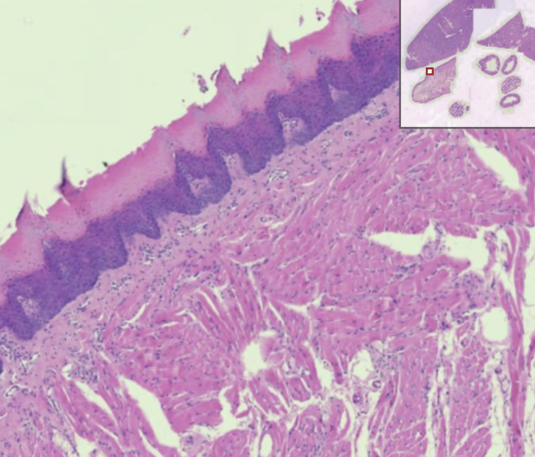 Solved Images of H&E and MT stained sections. May I have | Chegg.com