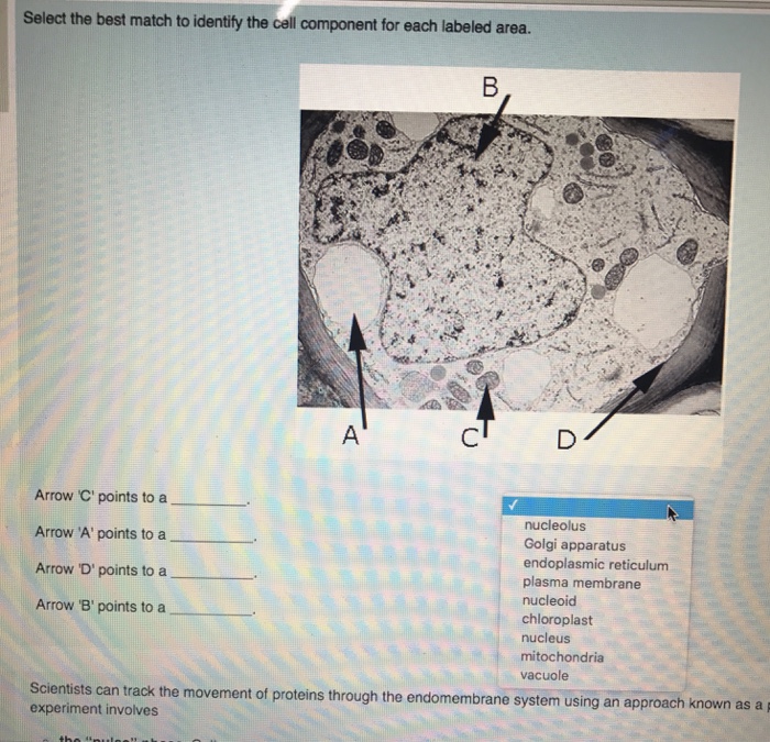 Solved Select the best match to identify the cell component | Chegg.com