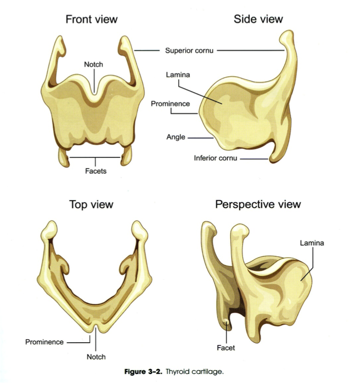 Thyroid Cartilage Lamina