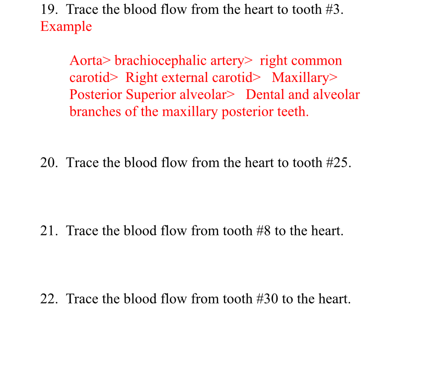 Solved 19. Trace the blood flow from the heart to tooth #3. | Chegg.com