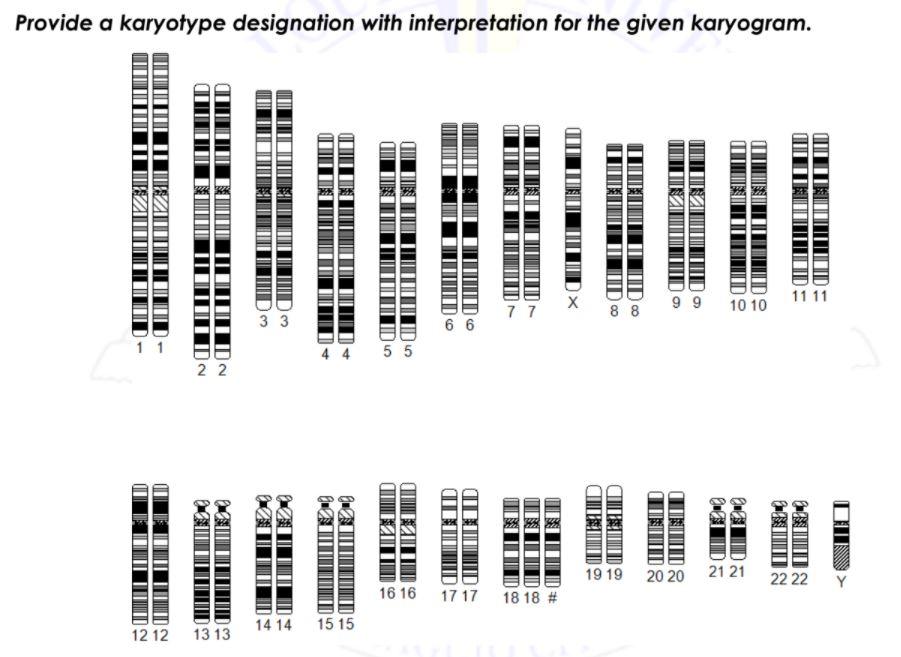 Solved Provide a karyotype designation with interpretation | Chegg.com