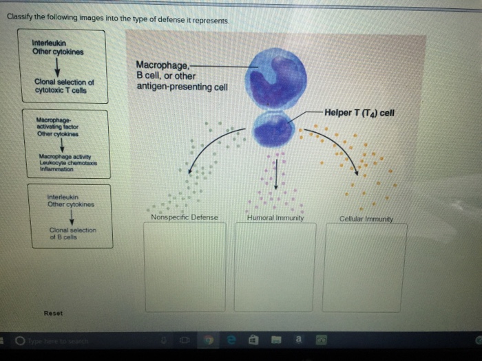 Solved Classify the following images into the type of | Chegg.com