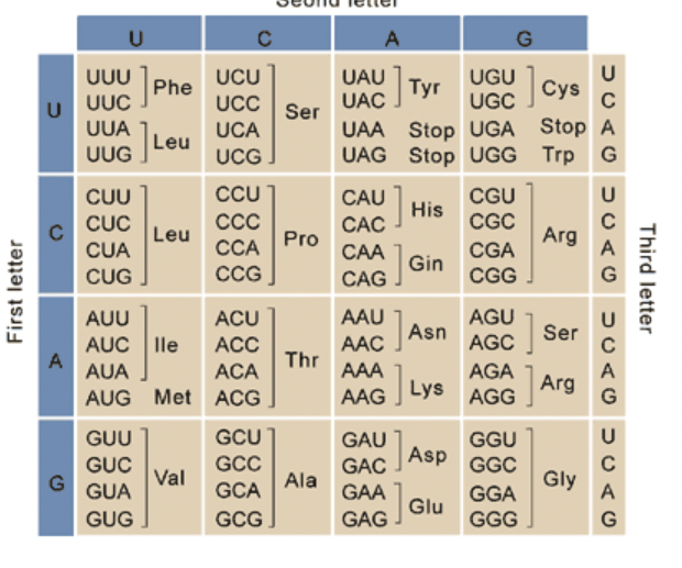 Solved Use the table of the genetic code to translate the | Chegg.com