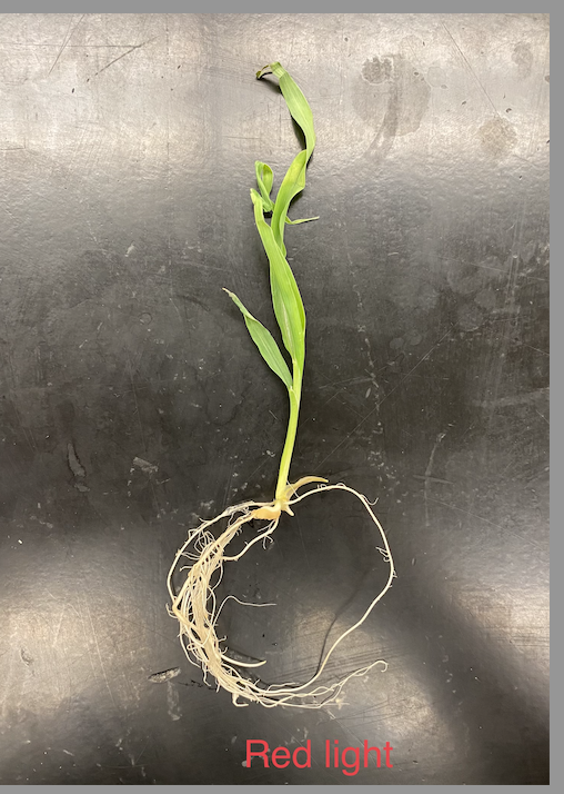 Solved What part of this is the coleoptile, mesocotyl, root, | Chegg.com
