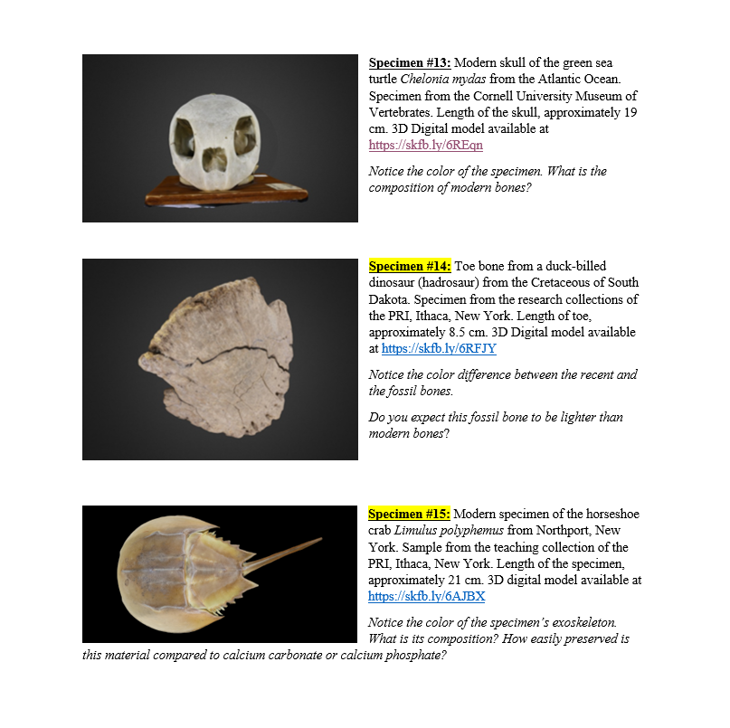 Specimen #1: Marine coprolite (reptile or fish) from | Chegg.com