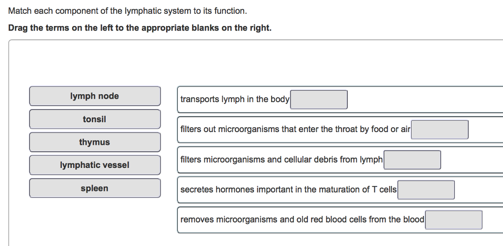 Solved Match each component of the lymphatic system to its | Chegg.com