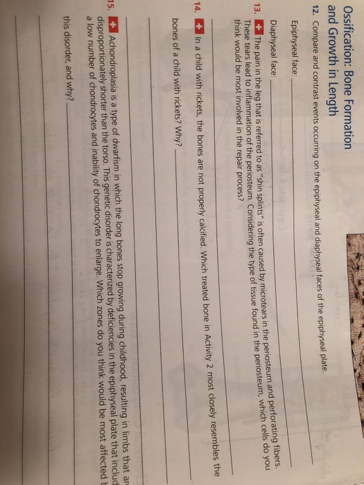 Solved: Ossification: Bone Formation And Growth In Length ... | Chegg.com