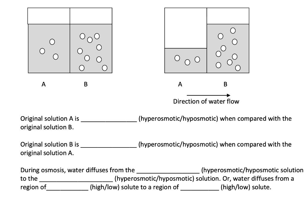 Solved A B A B Direction of water flow Original solution A | Chegg.com