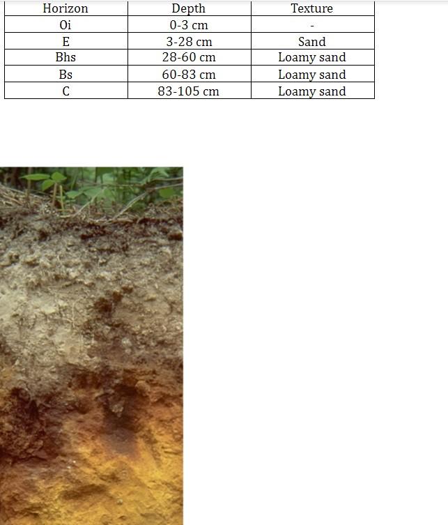 Solved Depth ﻿Layer ﻿Matrix Color | Chegg.com