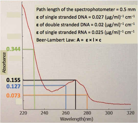 Solved The figure showed the absorbance spectrum of the DNA | Chegg.com