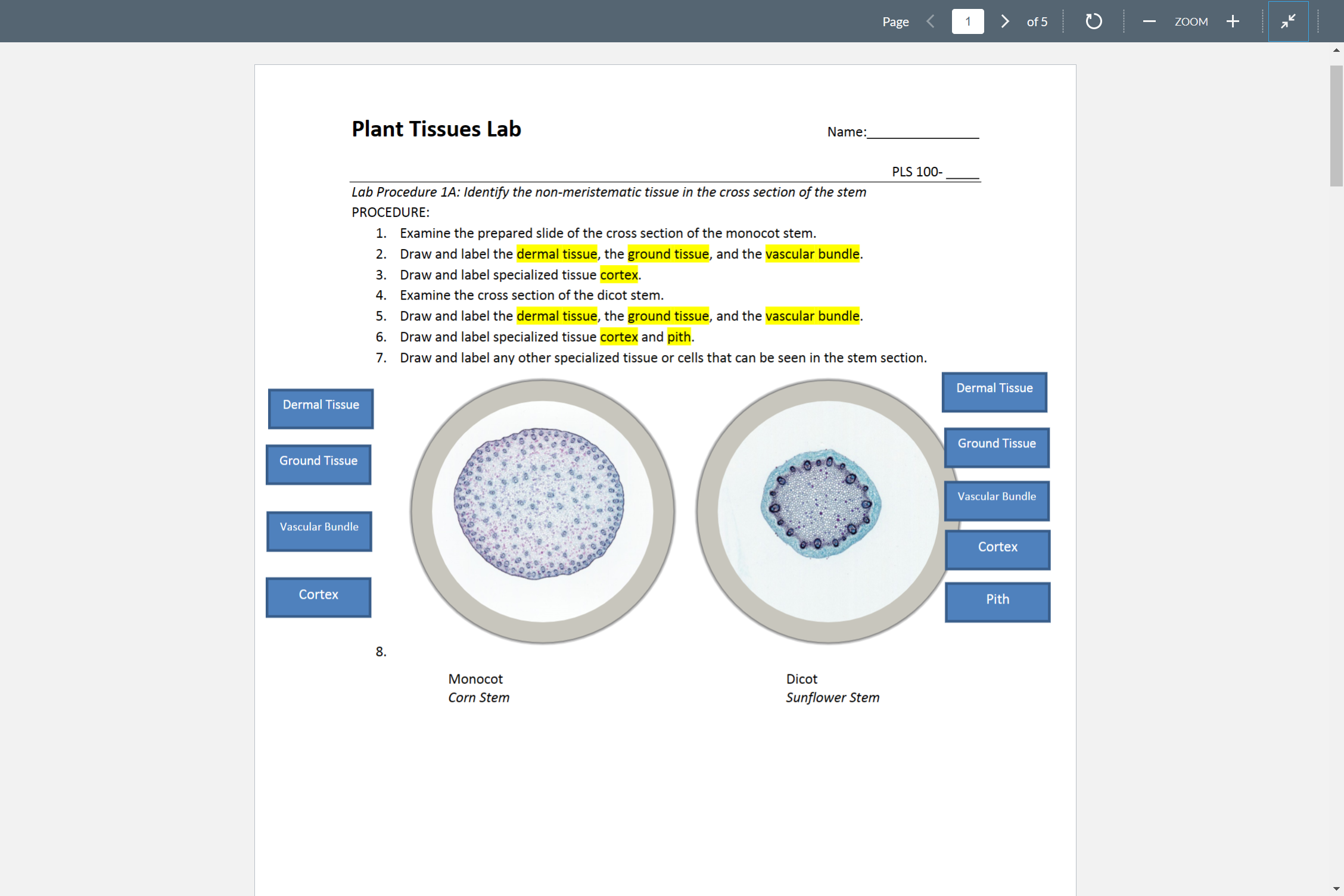 Solved Lab Procedure 1A: Identify the non-meristematic | Chegg.com