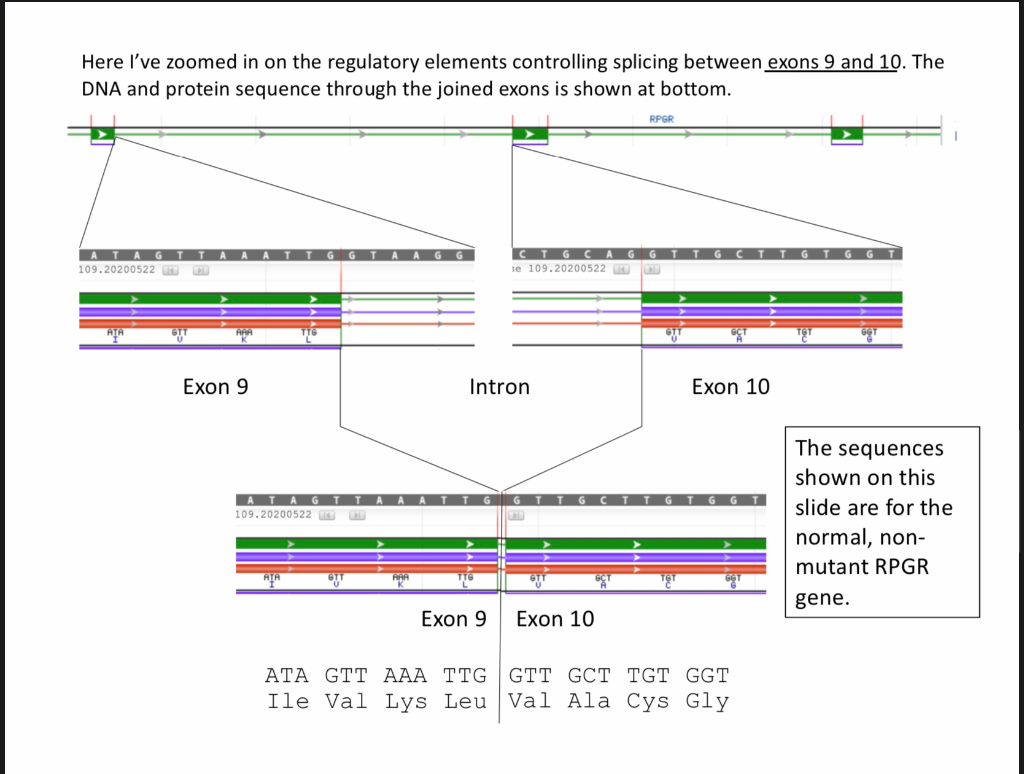 This is the RPGR gene viewed in the human genome | Chegg.com