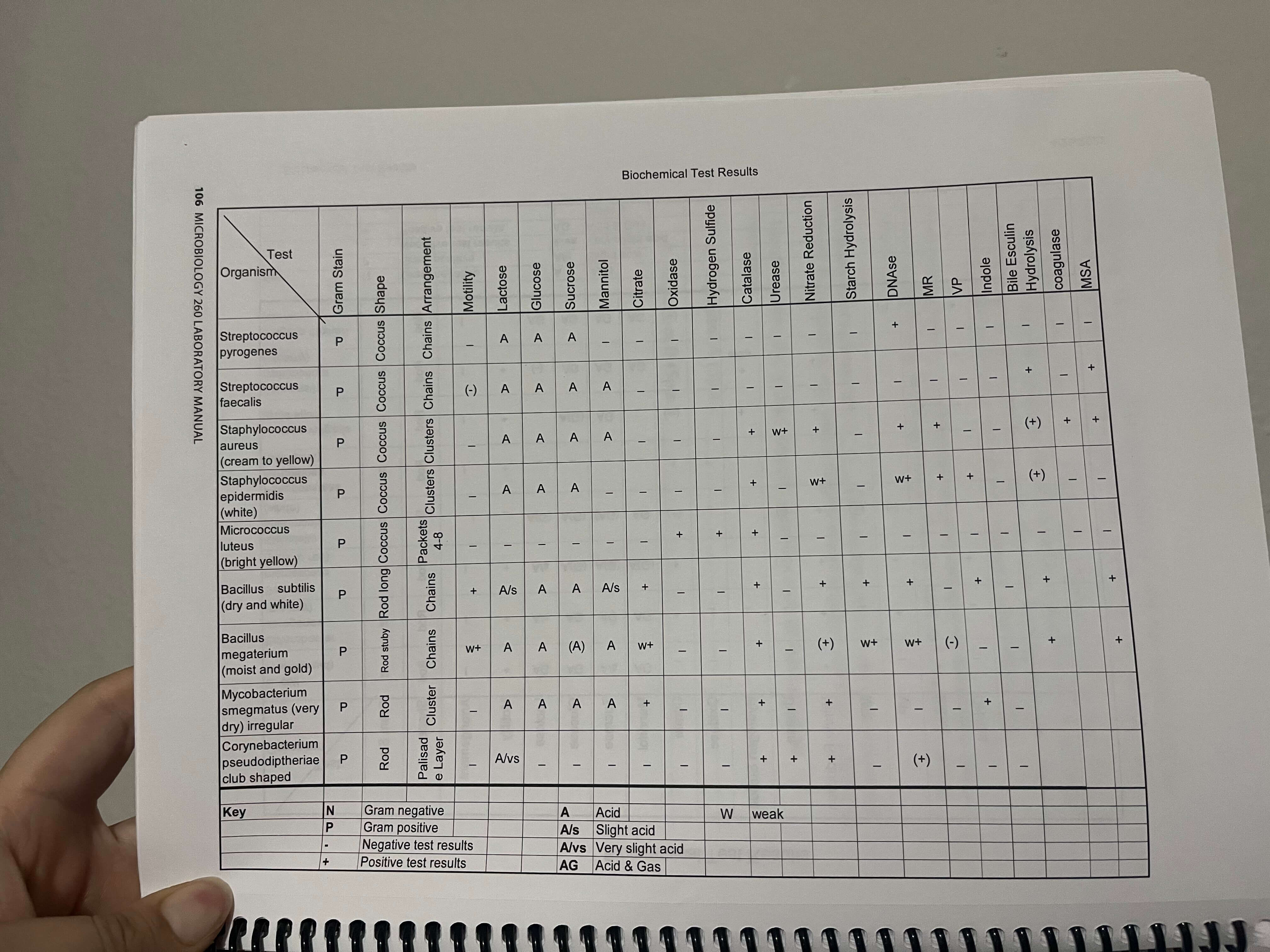 Solved Please create a Dichotomy Chart for the Gram Positive | Chegg.com