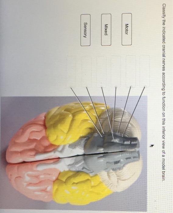 Solved Classify the indicated cranial nerves according to | Chegg.com