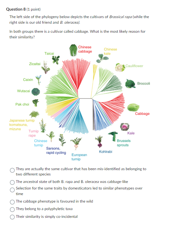 Solved Question 8 (1 point) The left side of the phylogeny | Chegg.com