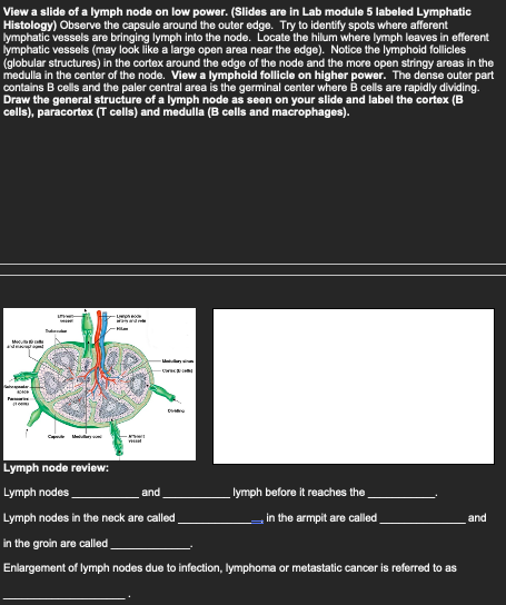 Solved View a slide of a lymph node on low power. (Slides | Chegg.com