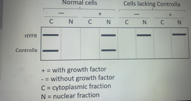 Solved A transcription factor, HYFR, contains a nuclear | Chegg.com