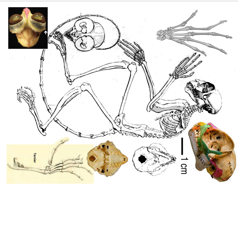 Solved This living primate has the same intermembral index | Chegg.com
