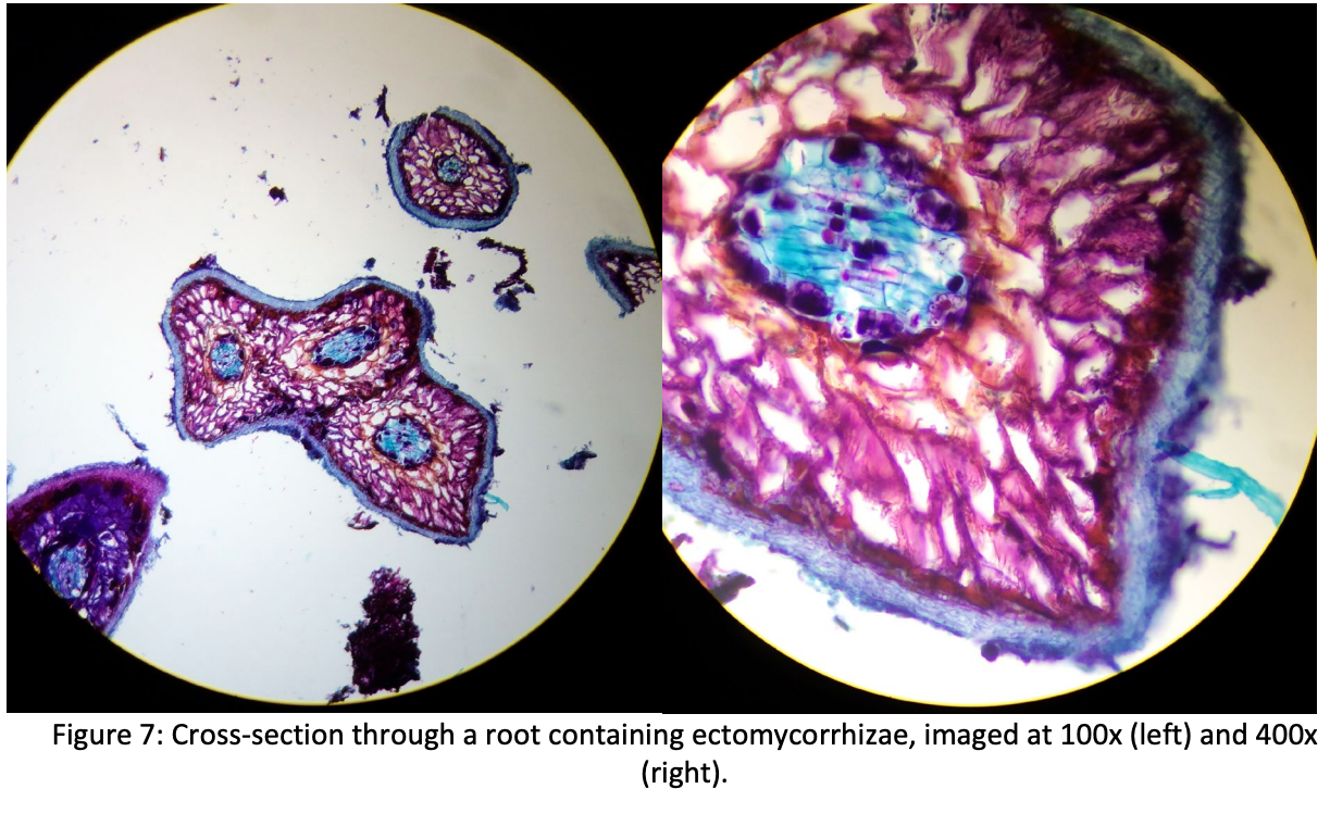 [Solved]: Label where roots, epidermis, cortex, stele,