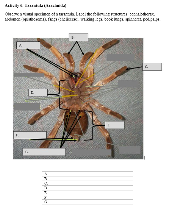 Solved Observe a visual specimen of a tarantula. Label the | Chegg.com