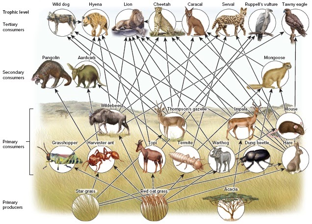 Solved Examine the feeding relationships in the food web | Chegg.com