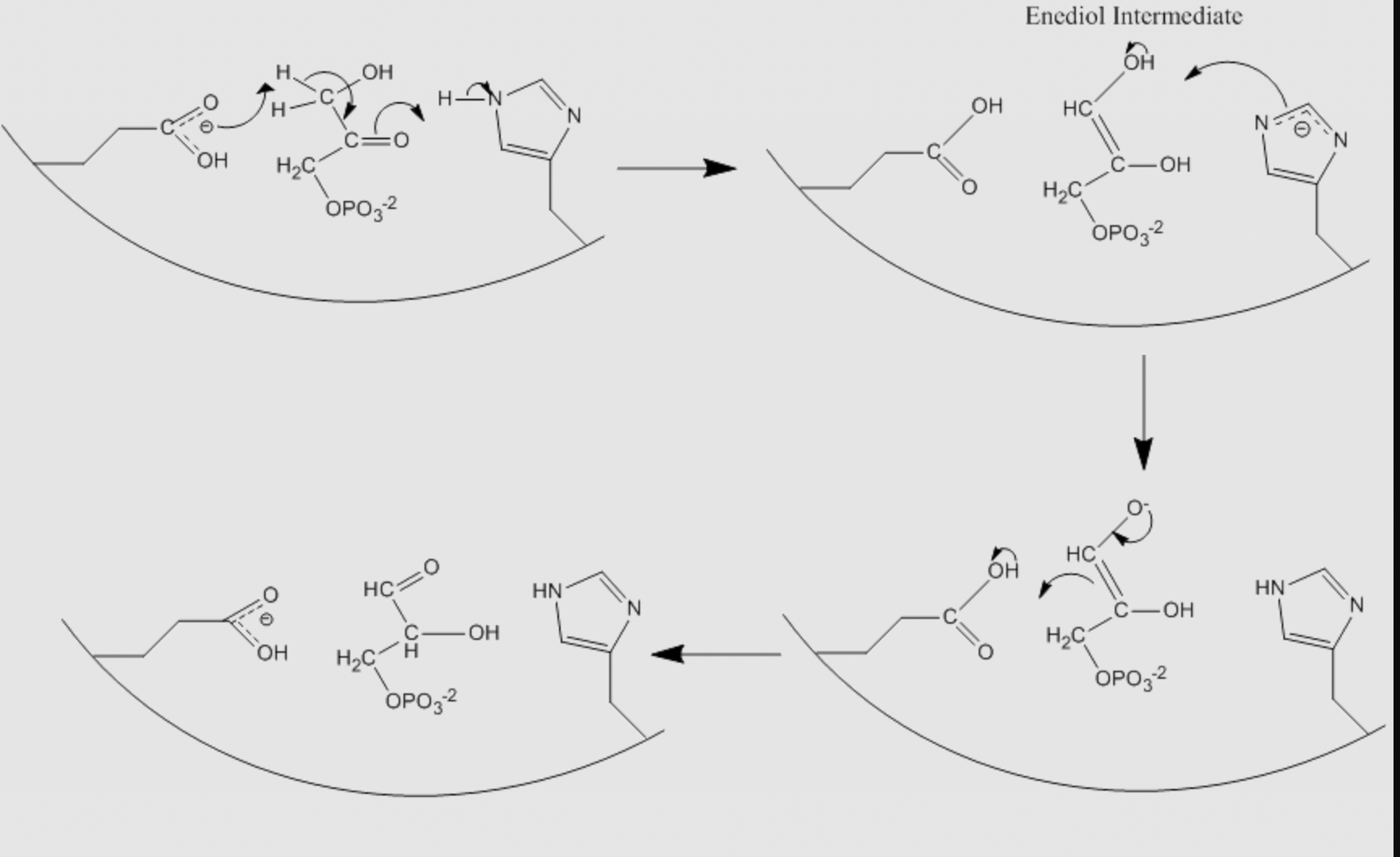 Solved This is the triose phosphate isomerase mechanism. | Chegg.com