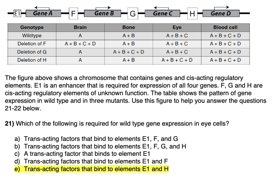 Solved The figure above shows a chromosome that contains | Chegg.com