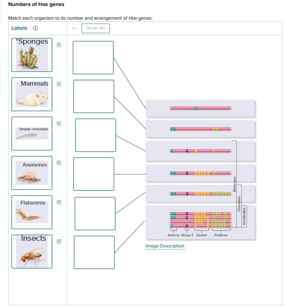 Solved Numbers of Hox genes Match each organism to its | Chegg.com Solved Numbers of Hox genes Match each organism to its | Chegg.com