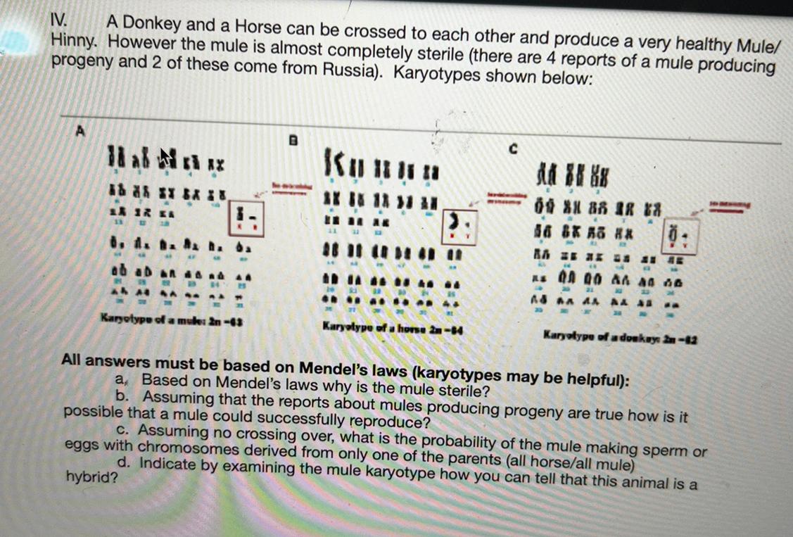 Solved IV. A Donkey and a Horse can be crossed to each other | Chegg.com