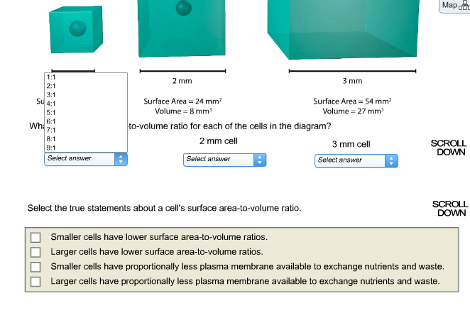 Solved The diagram illustrates both the surface area and the | Chegg.com