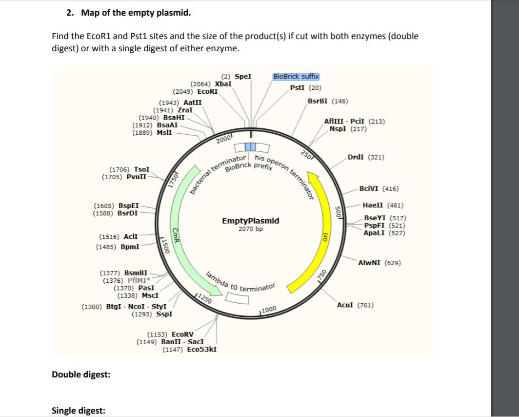 Solved 2. Map of the empty plasmid. Find the EcoR1 and Pst1 | Chegg.com