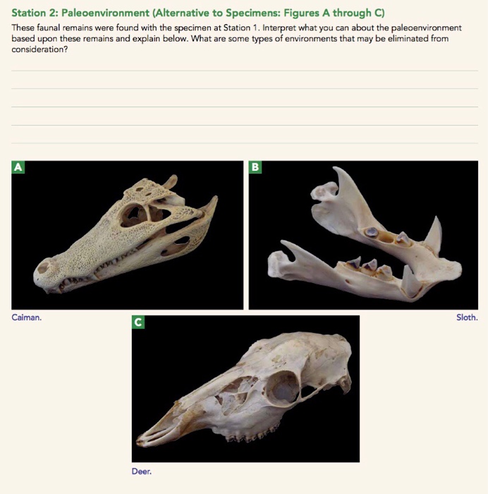 Solved Station 2: Paleoenvironment (Alternative to | Chegg.com