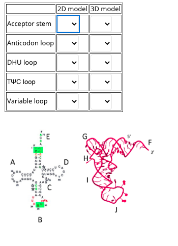 Solved Identify the indicated features of a typical tRNA | Chegg.com