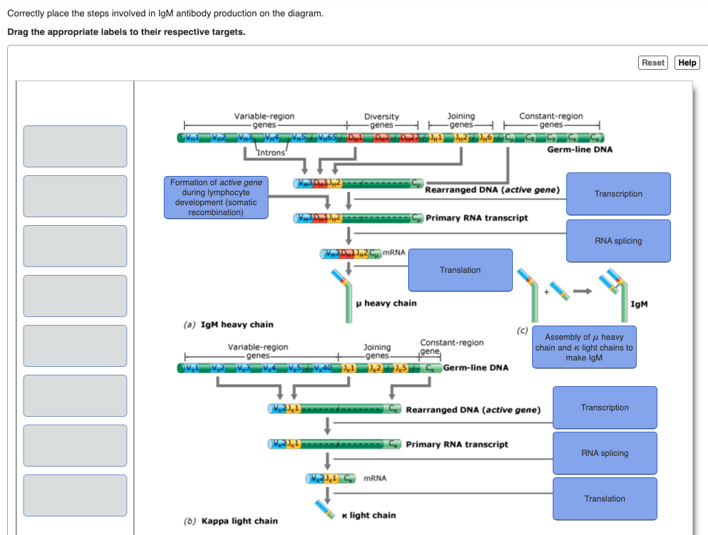 Solved Correctly place the steps involved in IgM antibody | Chegg.com