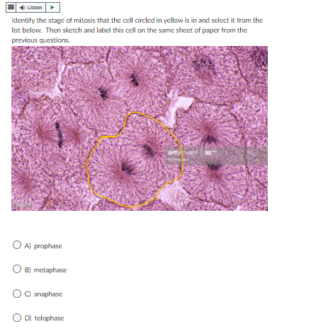 Solved The micrograph below shows the same embryo at an even | Chegg.com