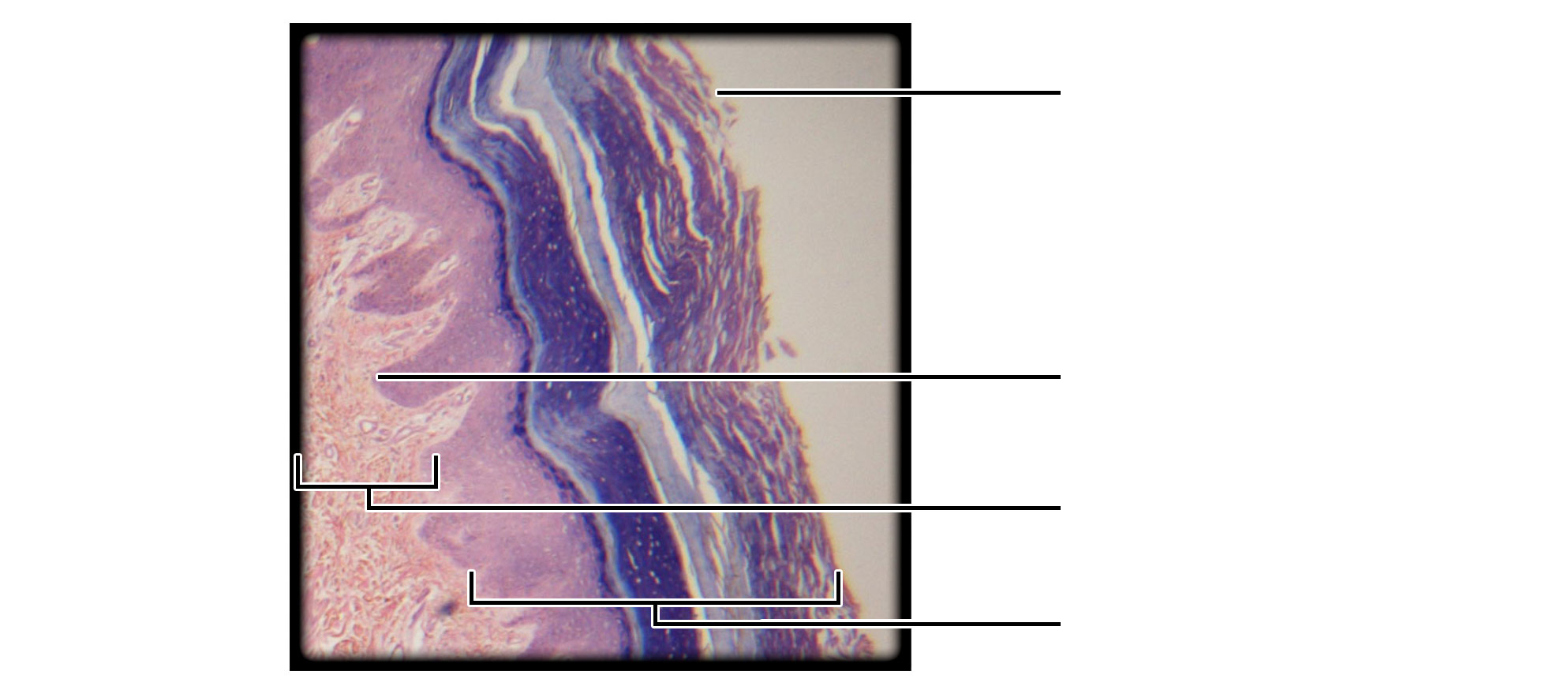 Solved Label the structure. Apical SurfaceBasal | Chegg.com