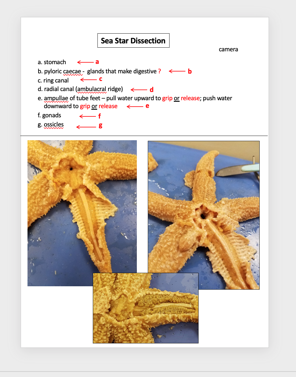 Lab 23- Echinodermata Names: Sea Star Dissection - | Chegg.com