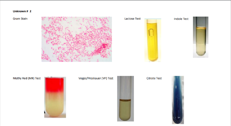 Solved Biochemical Unknown (50 points) Name: Unknown | Chegg.com