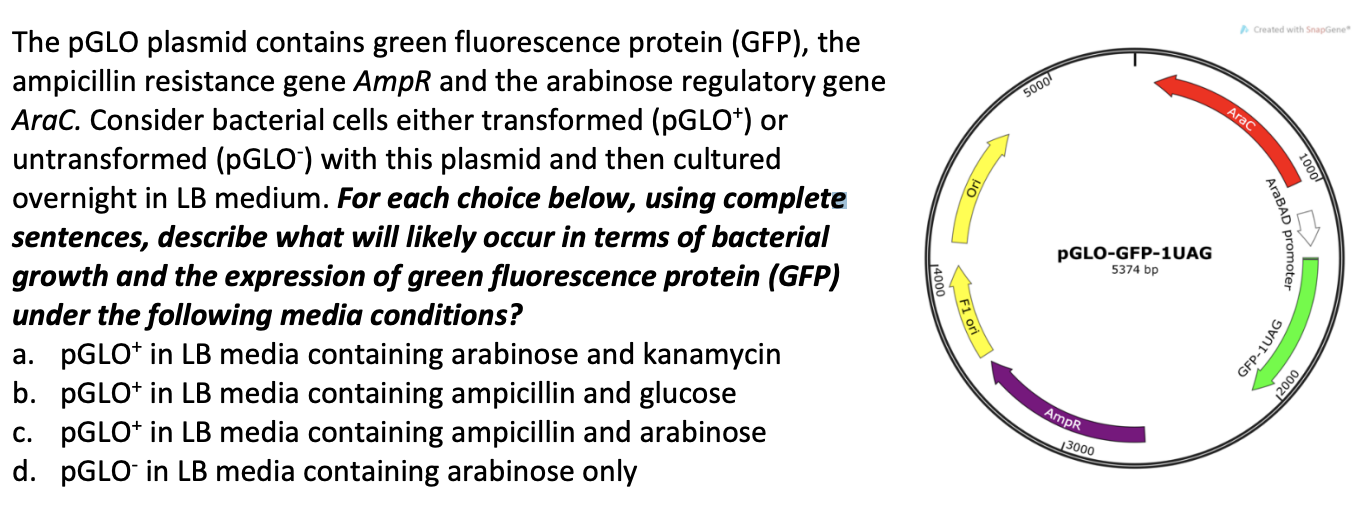 Solved Created with SnapGene 50001 Arac a Mo 1000T The PGLO | Chegg.com