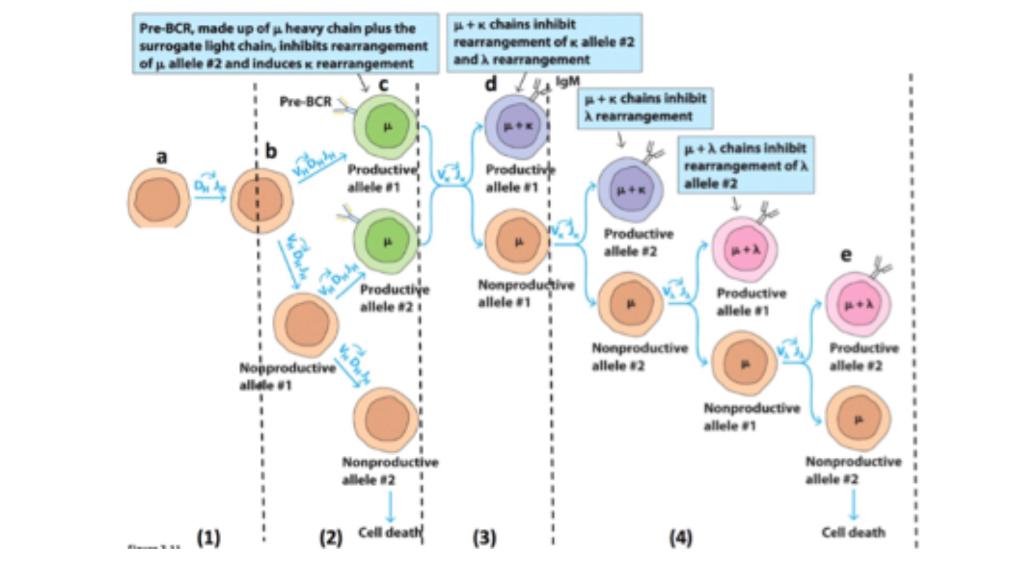 Solved 1. What is allelic exclusion and why is it important | Chegg.com