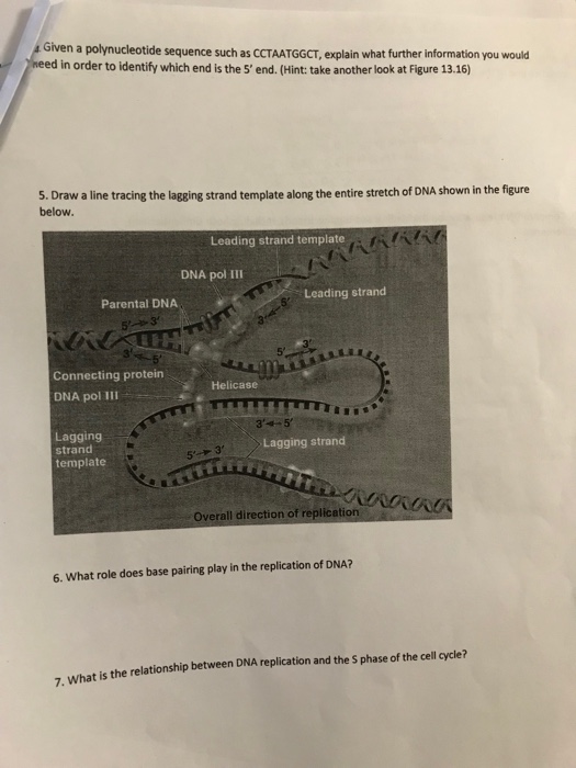 Solved Given a polynucleotide sequence such as CCTAATGGCT, | Chegg.com