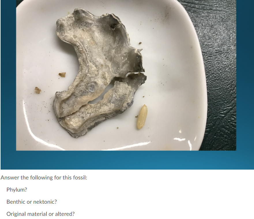 Solved Answer the following for this fossil: Phylum? Benthic | Chegg.com