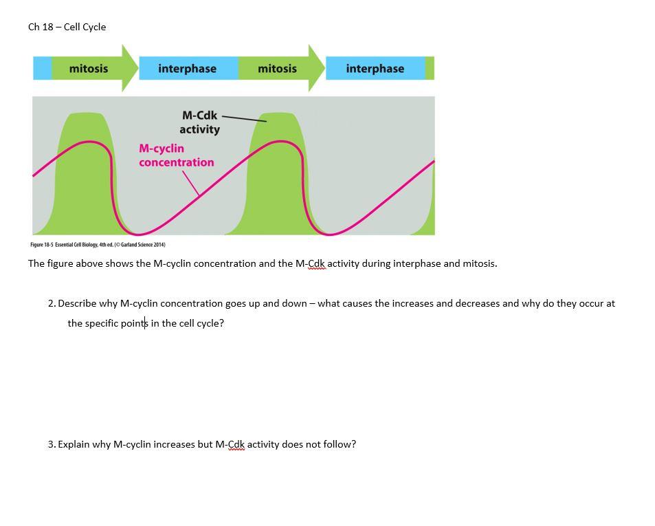 Ch 18 -Cell Cycle The figure above shows the M-cyclin | Chegg.com