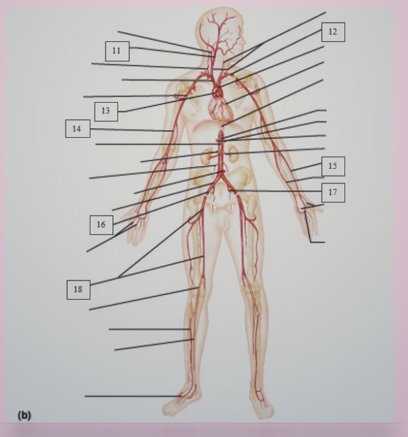 Solved label the arteries (11 ﻿through 18) ﻿remembering to | Chegg.com