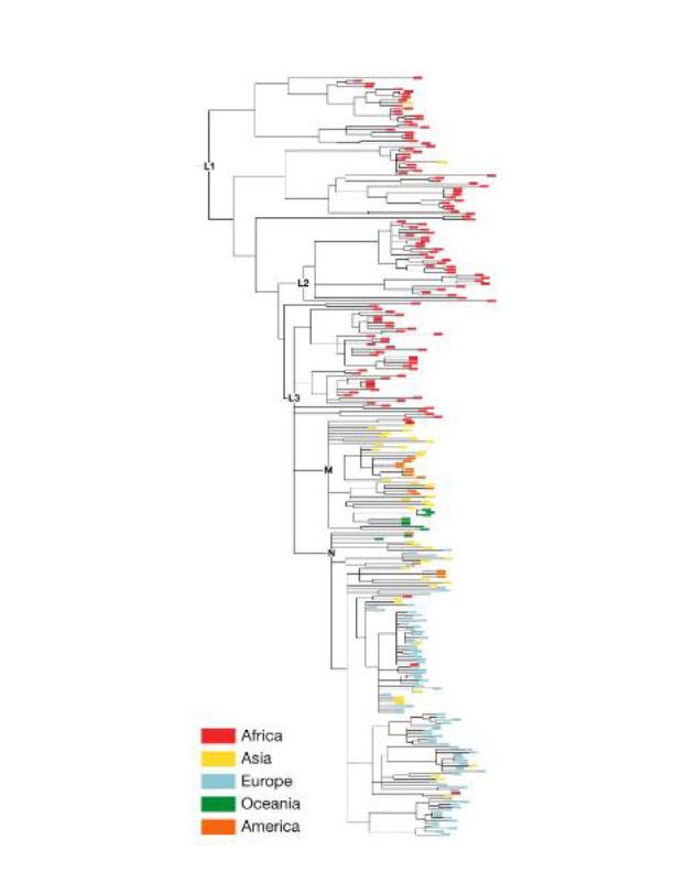 Solved 1. What does this gene tree of mtDNA from 277 humans | Chegg.com