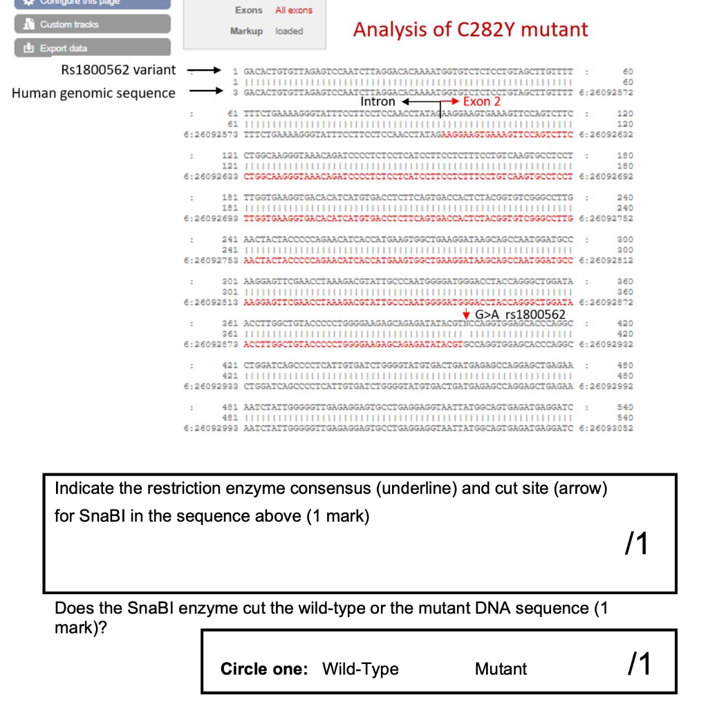 Solved Indicate the restriction enzyme consensus (underline) | Chegg.com