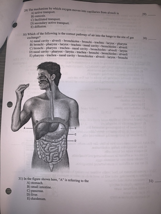 Solved hanism by which oxygen moves into capillaries from | Chegg.com